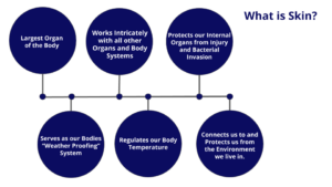 What Is Skin? – GINAMARIE Products | Skin Care & Cosmetics